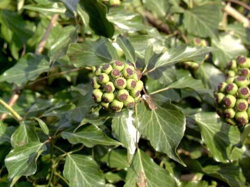 Strauchefeu – Hedera helix ‘Arborescens‘